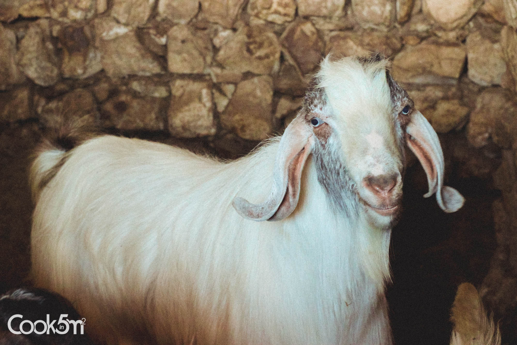 White Baladi Goat Cheese – Cook in Five Square Meters